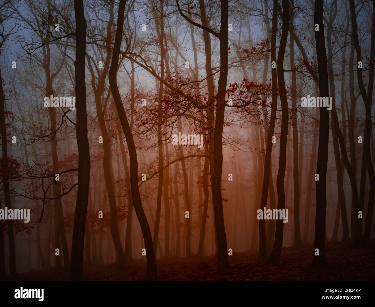 Mysterious foggy forest, oak trees, foliage, leafs,fog,tree trunks ...