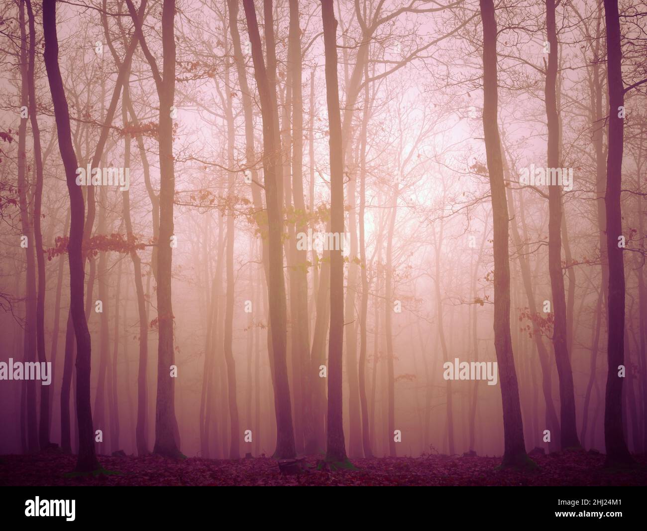 Mysterious foggy forest, oak trees, foliage, leafs,fog,tree trunks ...