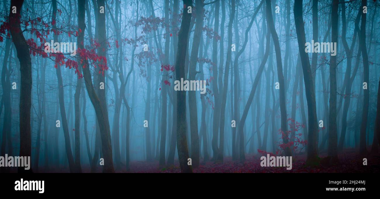 Mysterious foggy forest, oak trees, foliage, leafs,fog,tree trunks ...