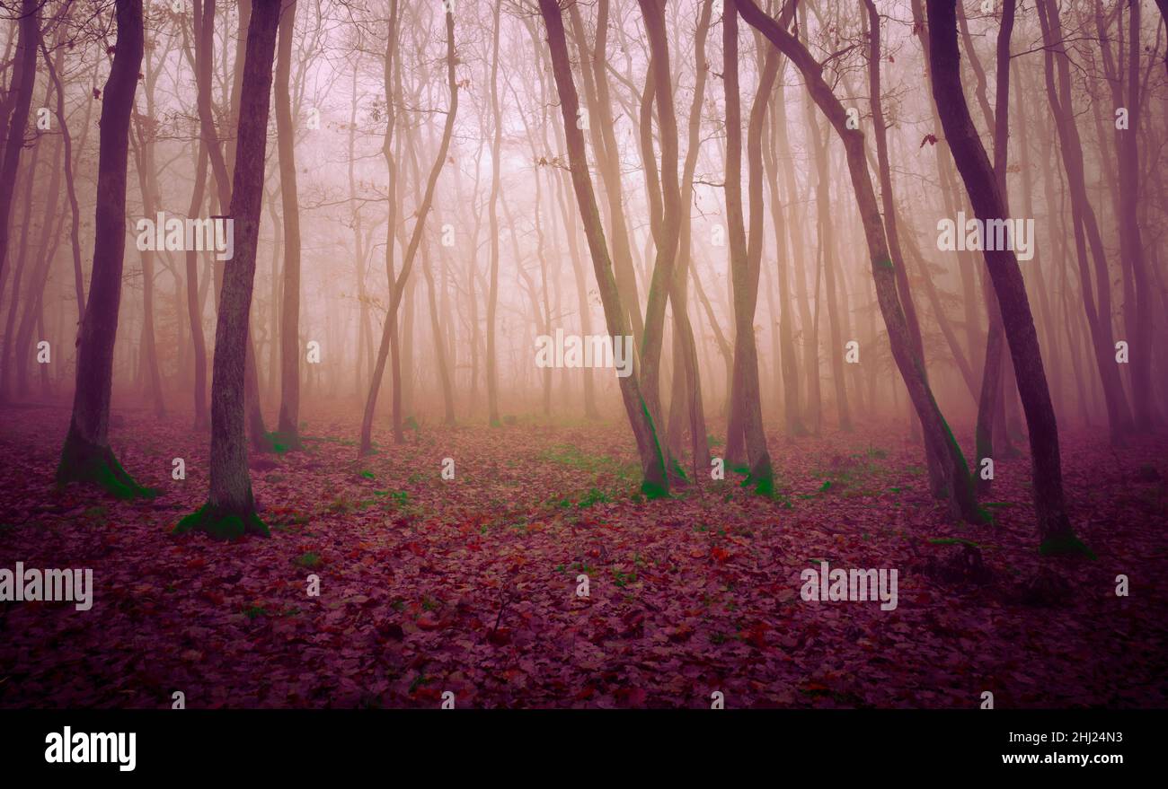 Mysterious foggy forest, oak trees, foliage, leafs,fog,tree trunks ...