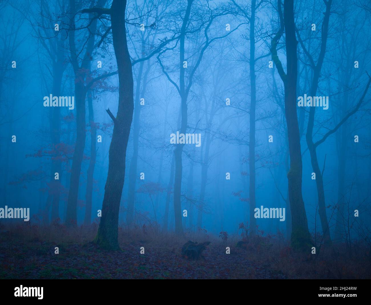 Mysterious foggy forest, oak trees, foliage, leafs,fog,tree trunks ...