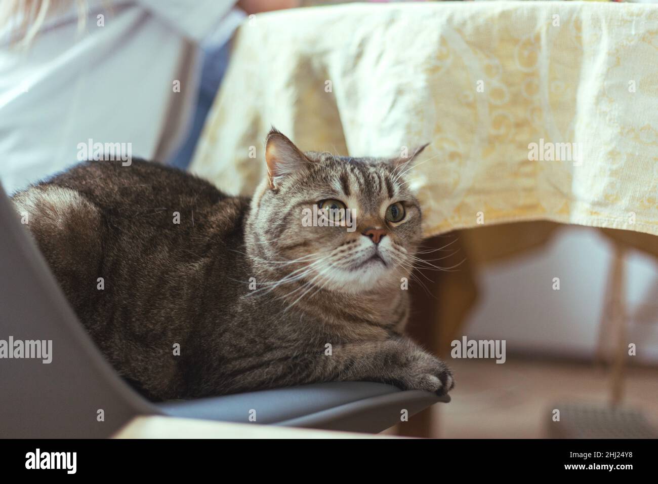 The cat sits on a chair near the dining table Stock Photo - Alamy