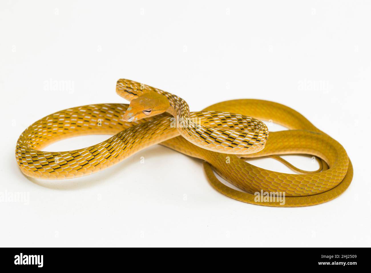 Yellow Asian vine snake hypo Ahaetulla prasina isolated on white ...