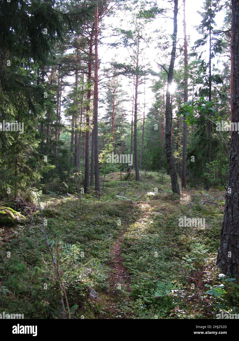 Swedish pine forest hi-res stock photography and images - Alamy