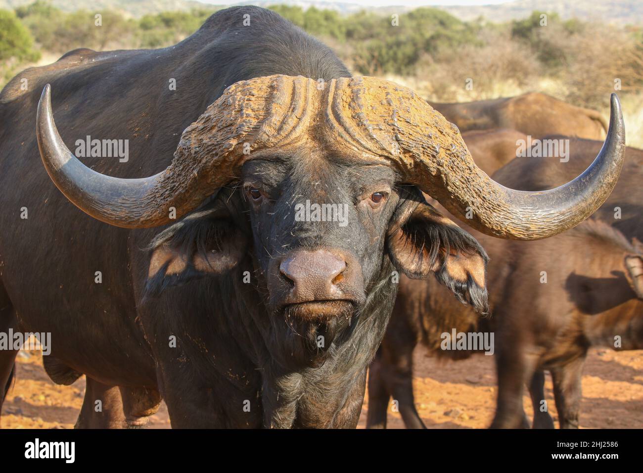 South Africa Buffalo