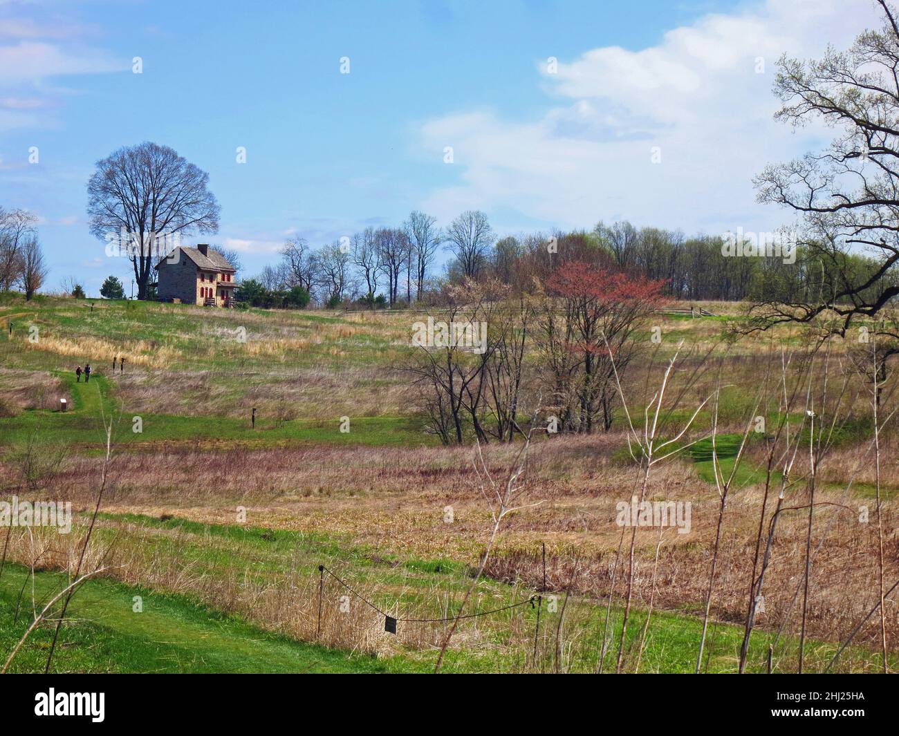 Abandon stone house on a hill ,with one large baron tree, wheat field ...