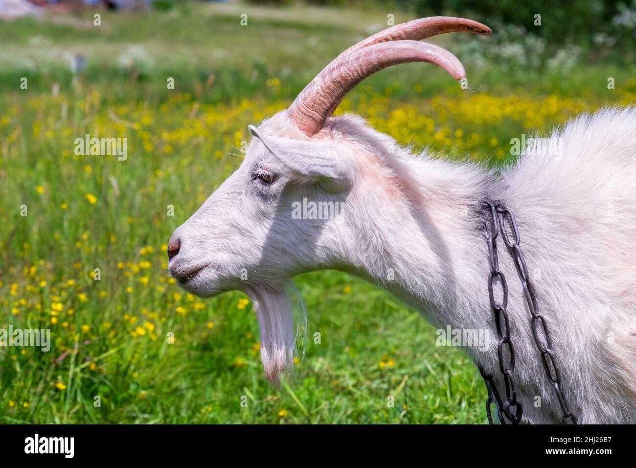 Goat profile. A domestic goat on a chain. Grazing in the meadow Stock ...