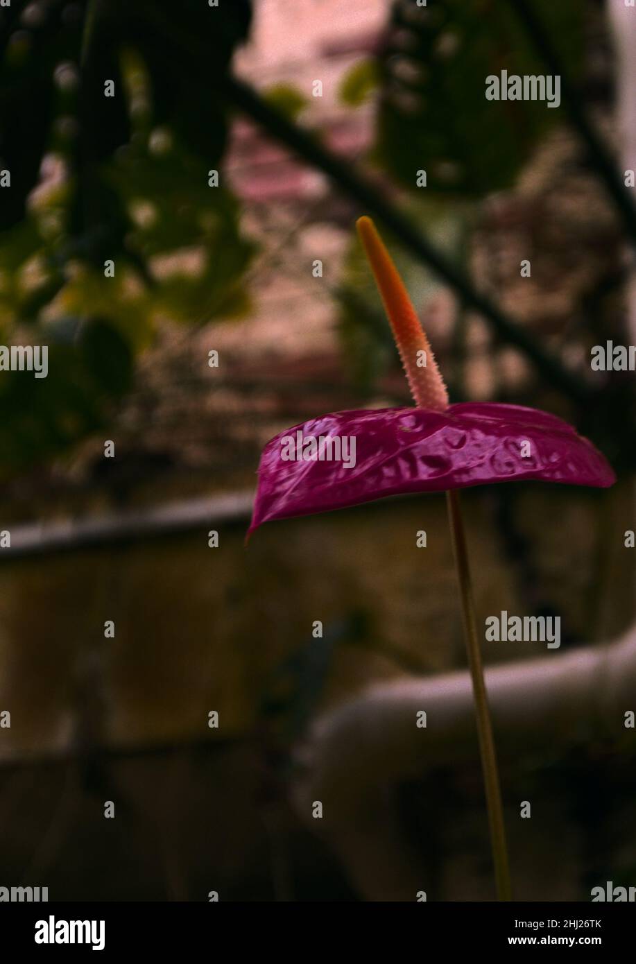 Pigtail hi-res stock photography and images - Alamy