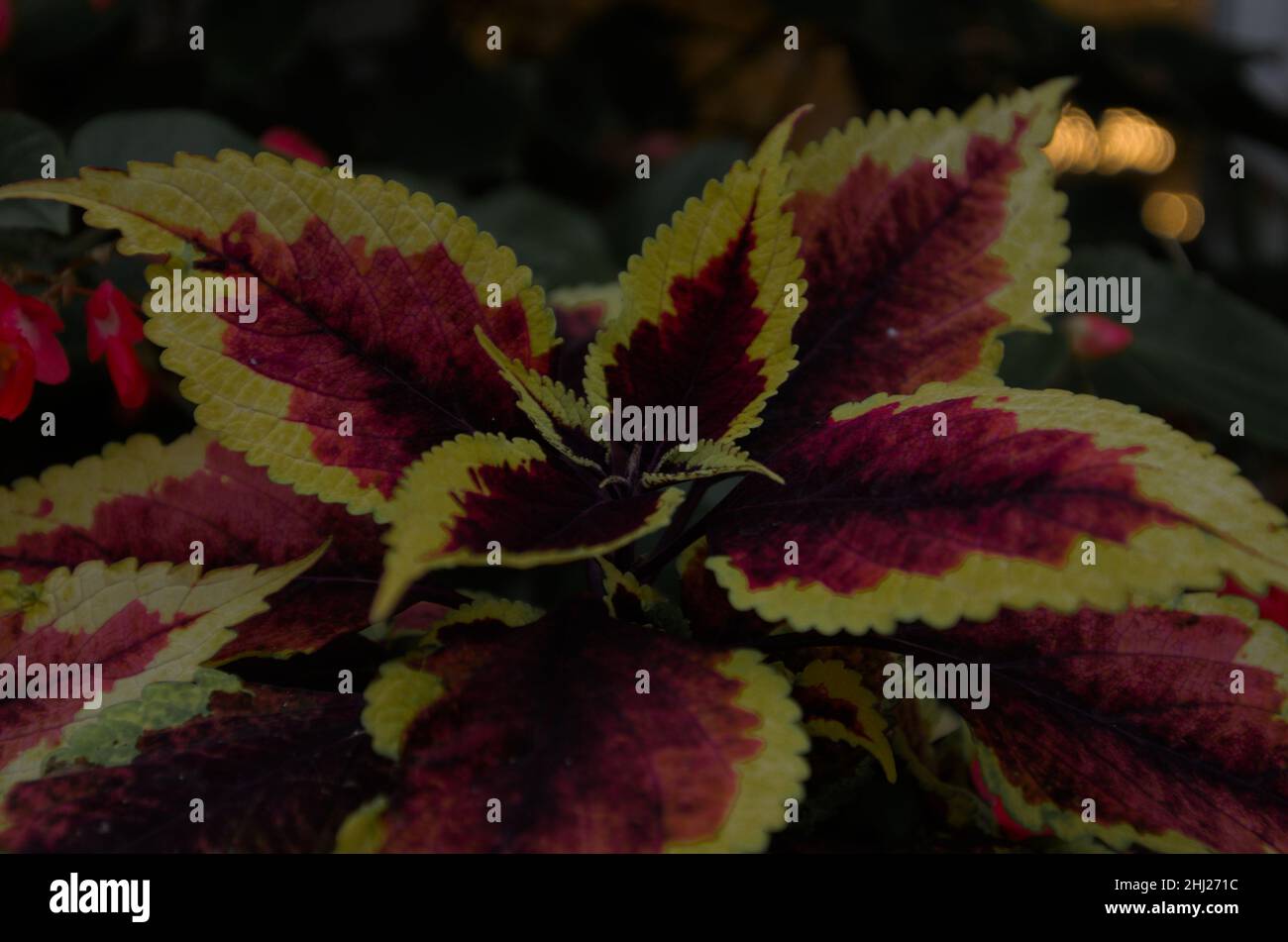 Coleus red plant hi-res stock photography and images - Alamy