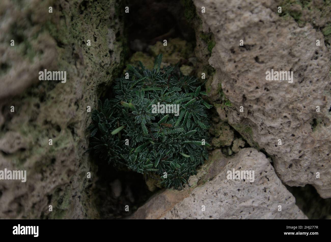 A small succulent plant growing in a crack in the rocks Stock Photo - Alamy
