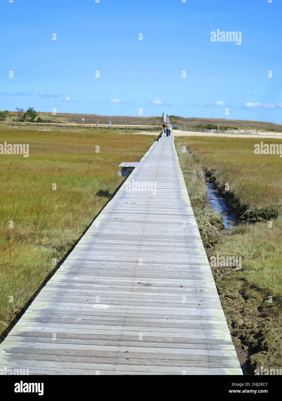 Marsh grass cape cod hi-res stock photography and images - Alamy