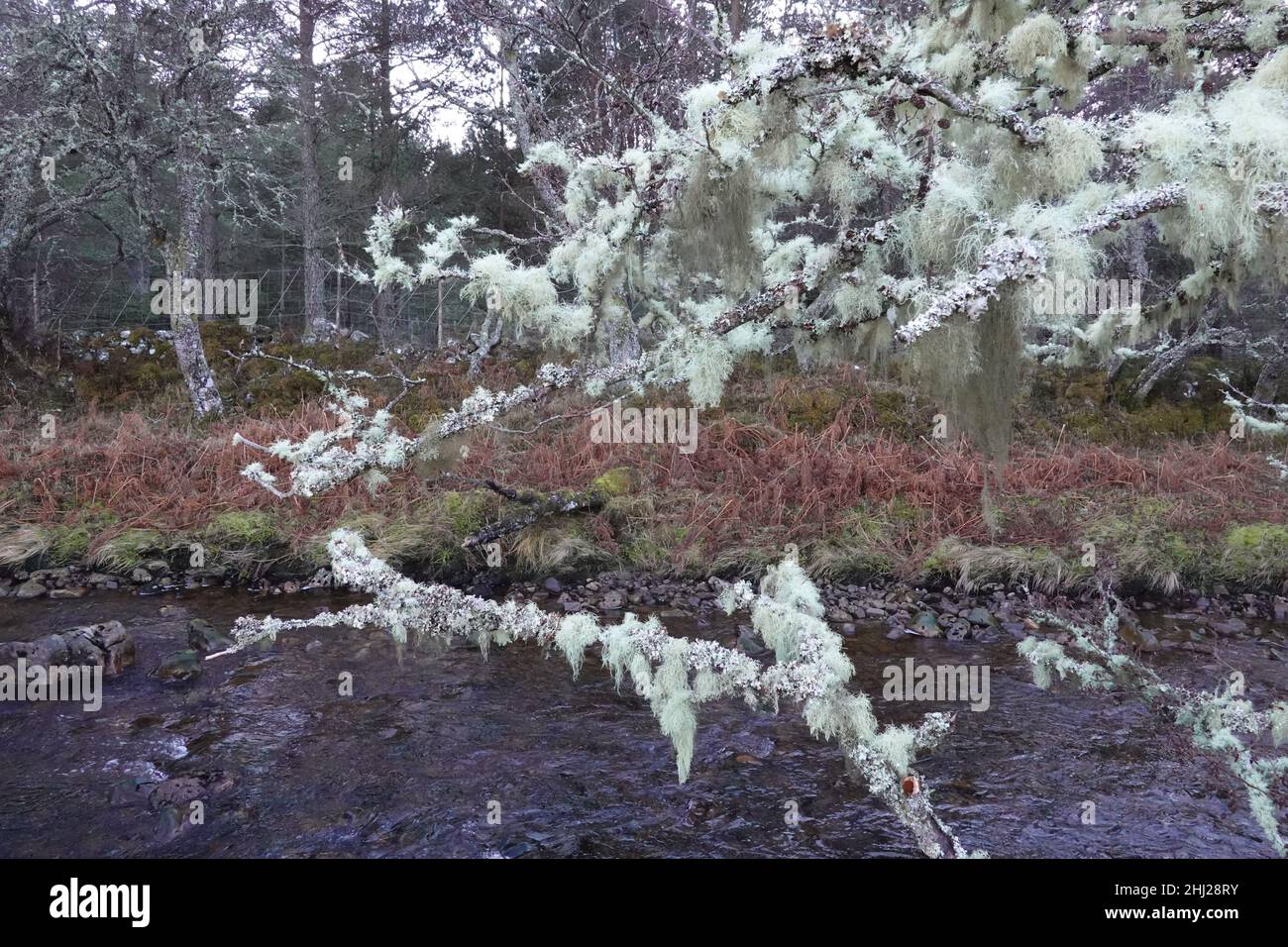 Lichen on trees in Blackwood forest, Rannoch Moor, Scottish Highlands ...