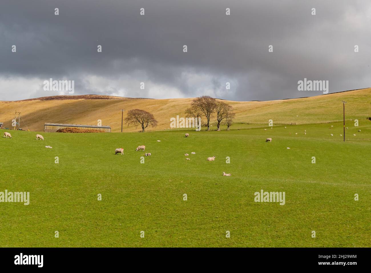 Sunny view of rural landscape at Boreraig, Scotland Stock Photo - Alamy