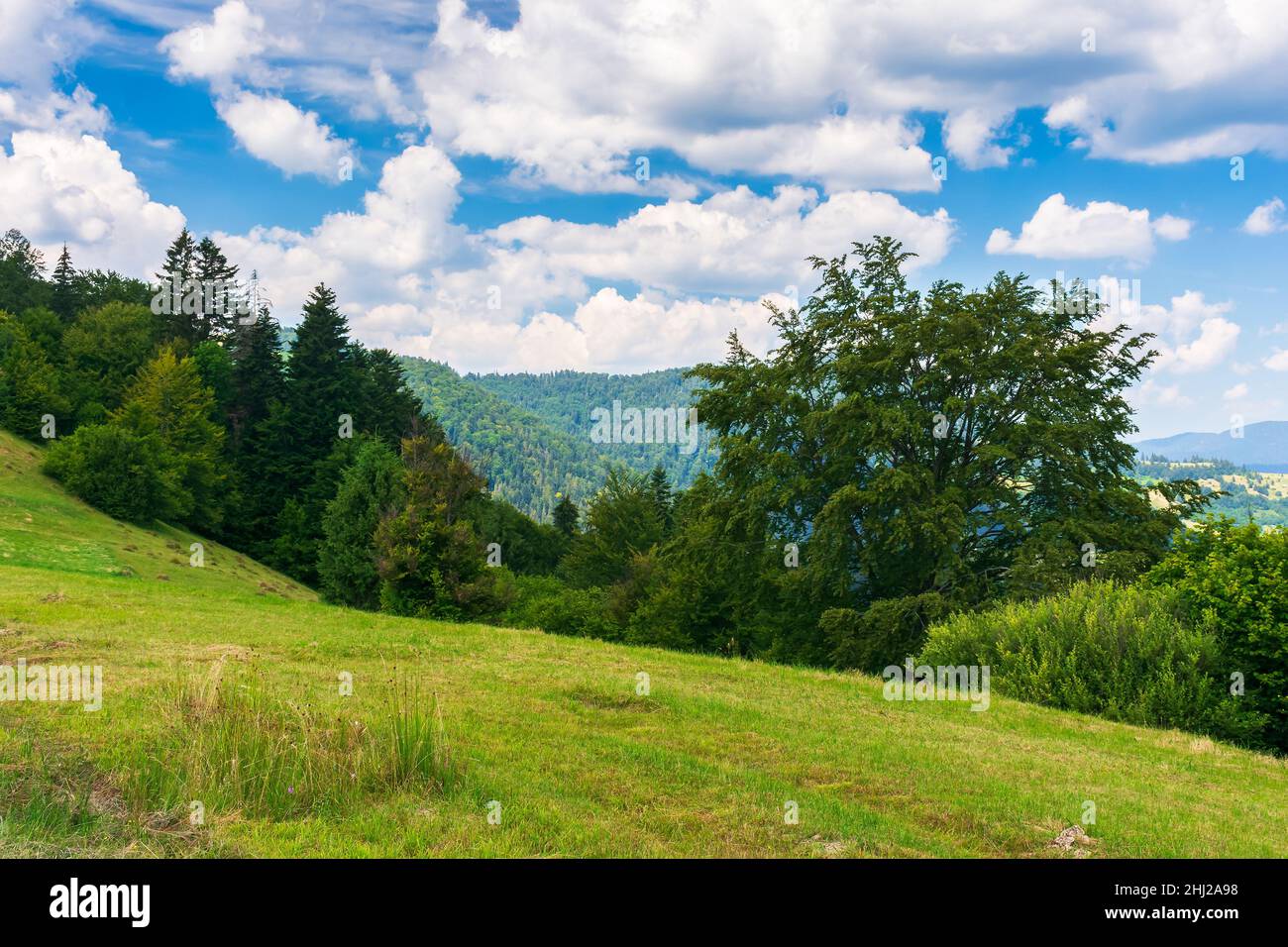 trees on the grassy hill in mountains. beautiful countryside summer scenery of carpathians ...