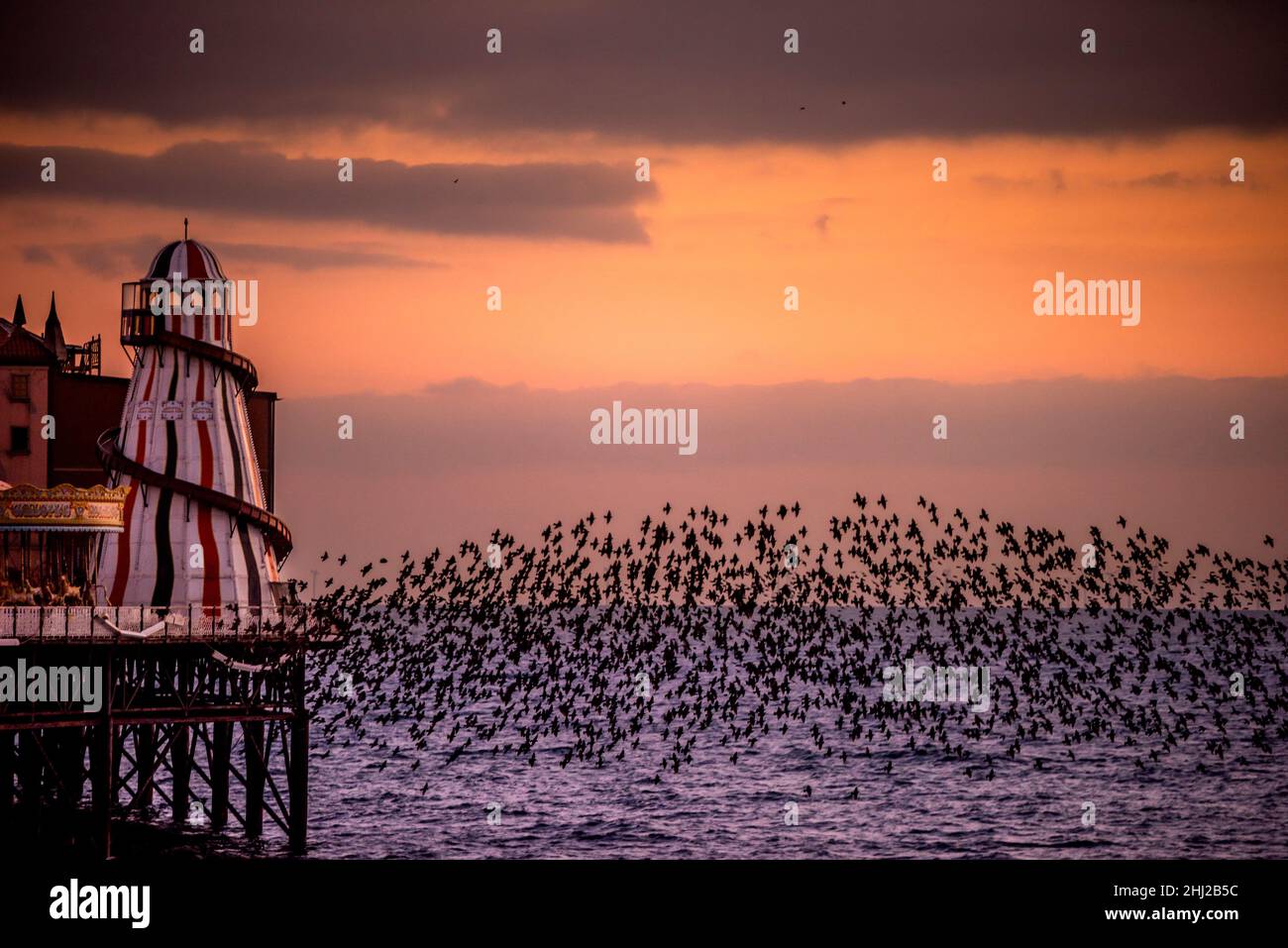 Brighton, January 26th 2022: The daily pre-sunset murmuration of ...