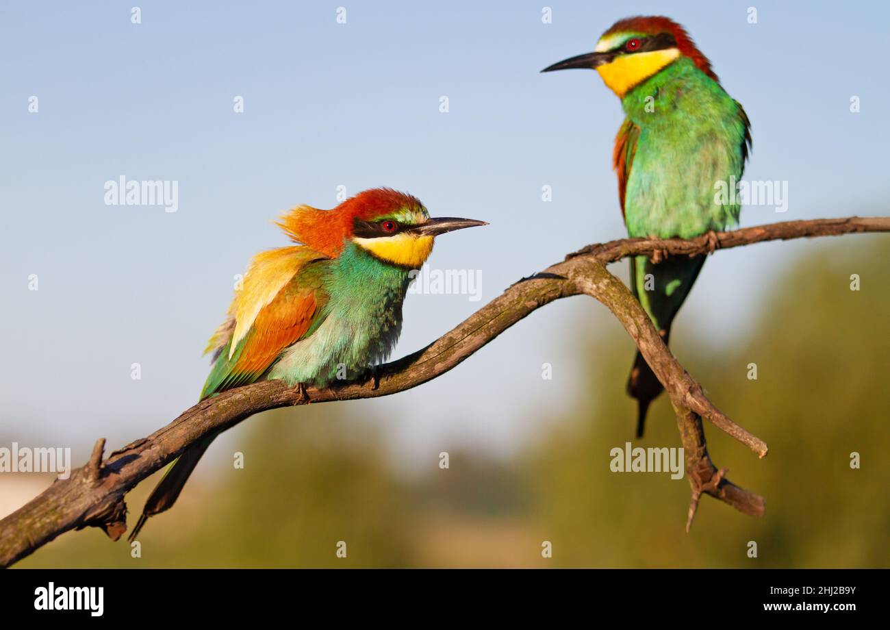 spring birds on a dry branch Stock Photo - Alamy