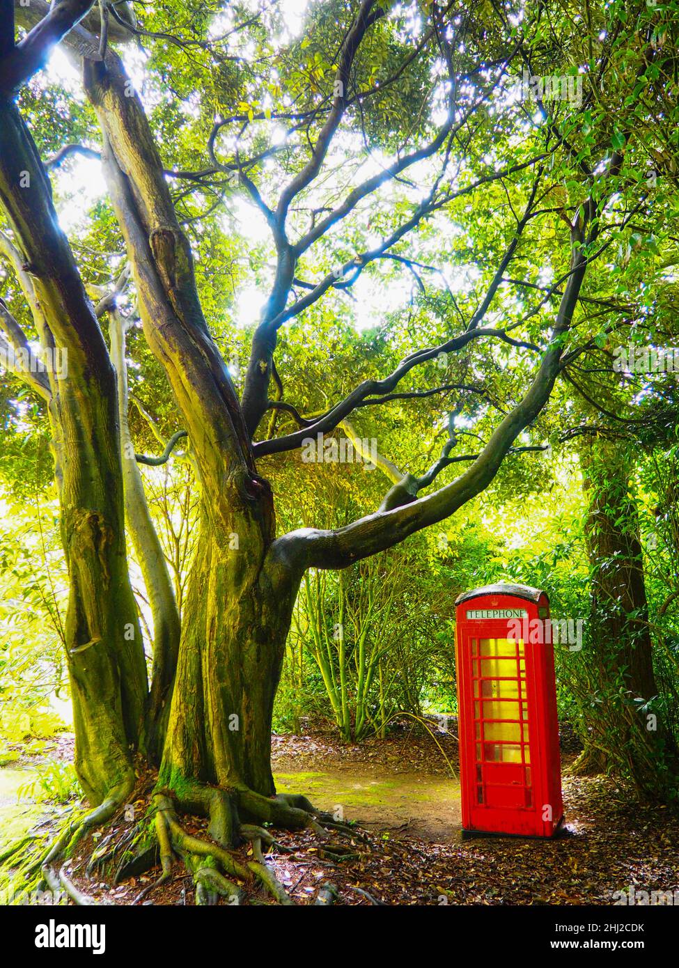 A telephone booth in a forest in Cornwall, England Stock Photo - Alamy