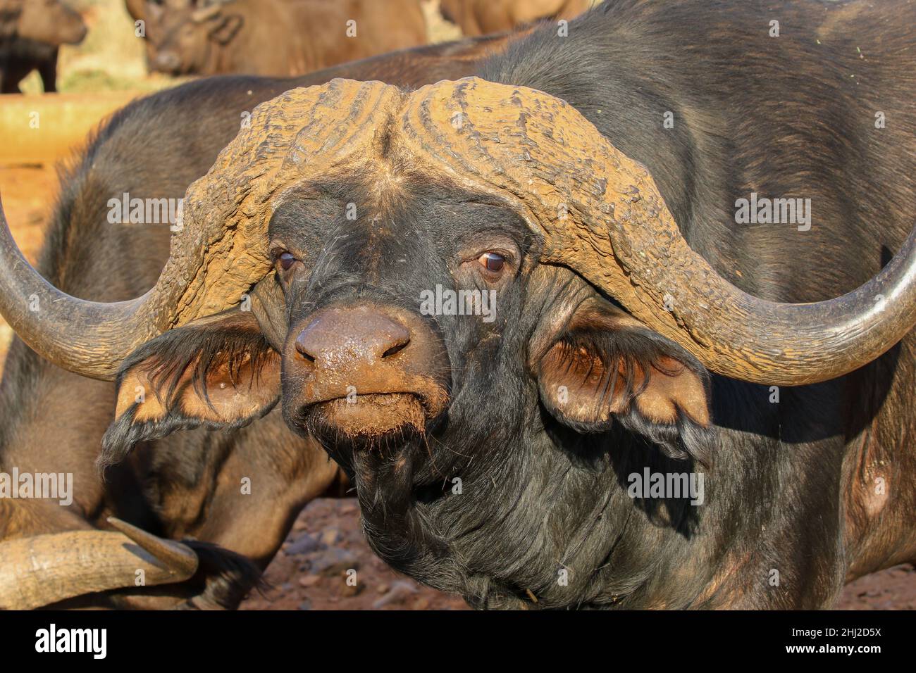 Large Buffalo Bull in South Africa Stock Photo - Alamy