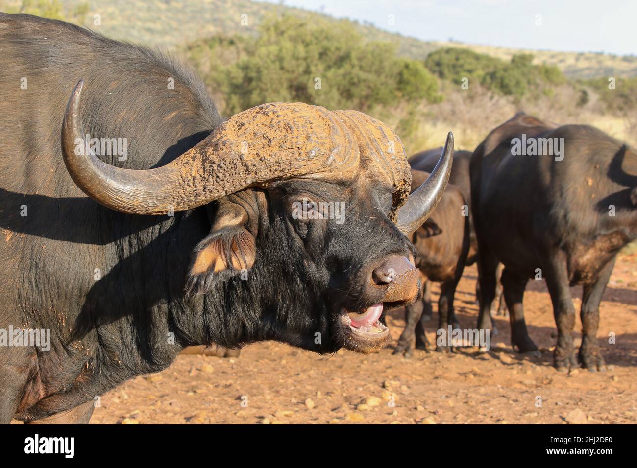 Large Buffalo Bull in South Africa Stock Photo - Alamy