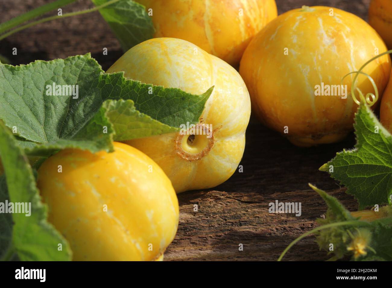 Yellow or Lemon cucumber at farmer market Stock Photo - Alamy