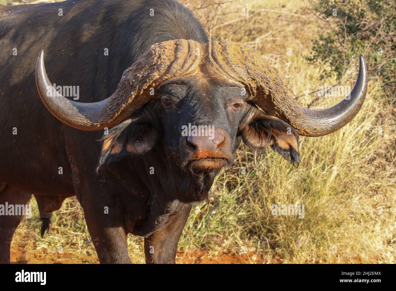 Large Buffalo Bull in South Africa Stock Photo - Alamy