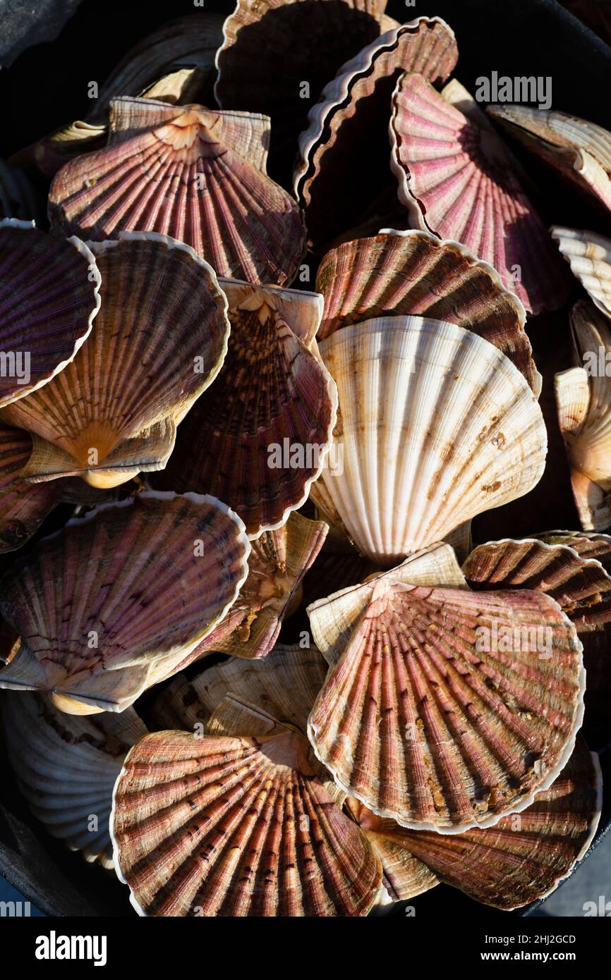 Caught scallops hi-res stock photography and images - Alamy