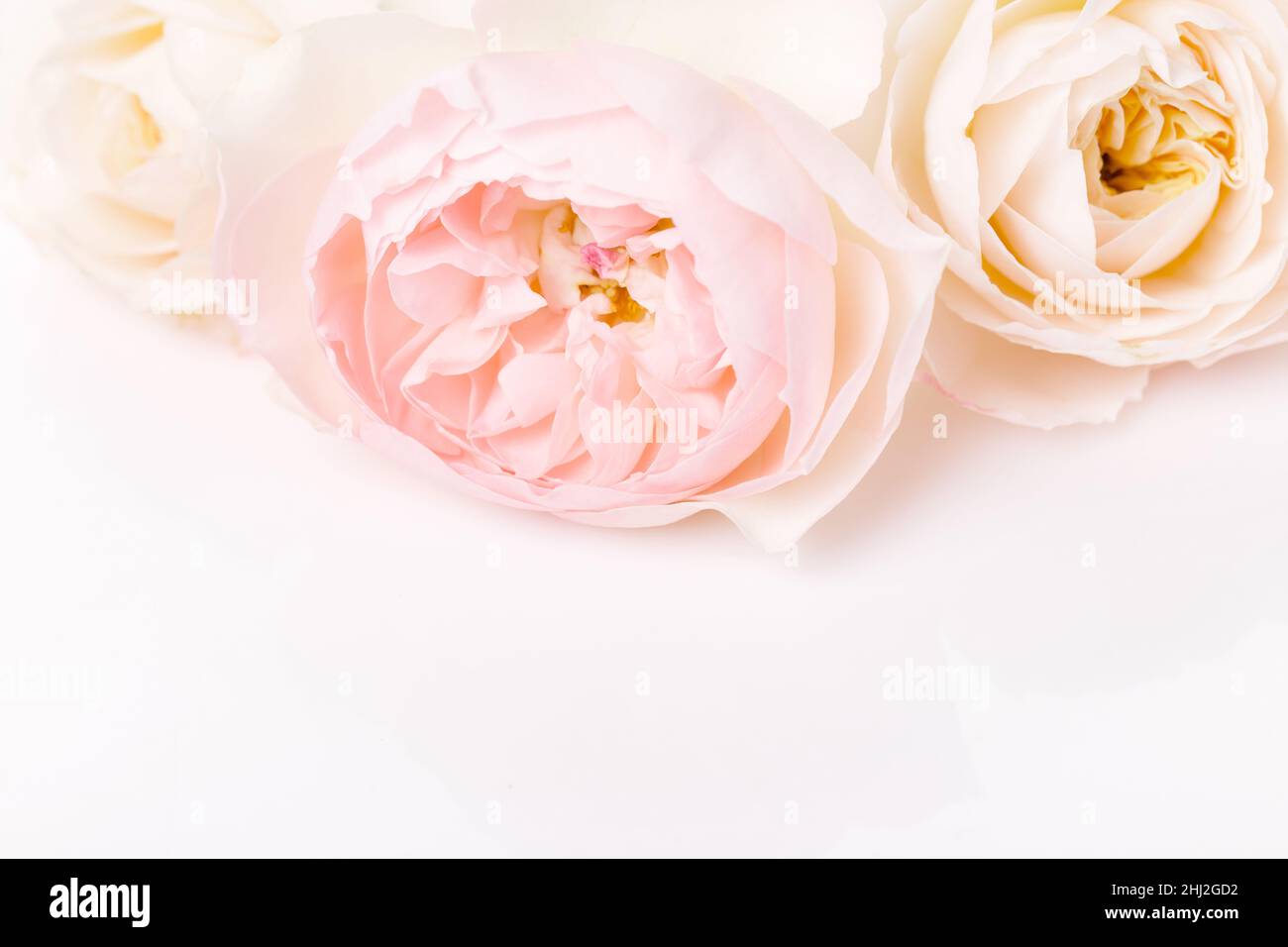 Pale pink single roses hi-res stock photography and images - Alamy