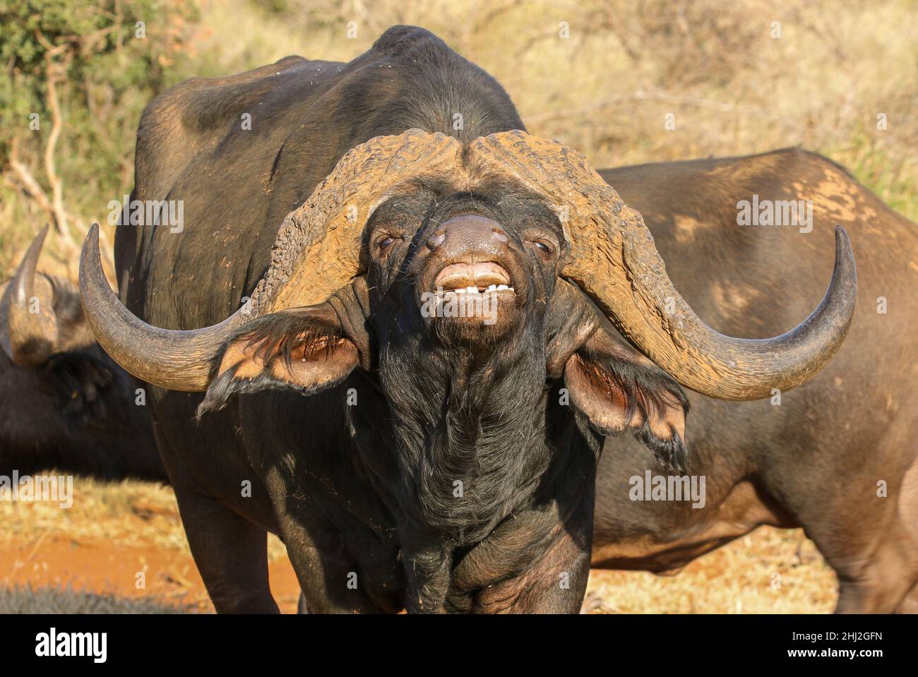 Buffalo Bull exhibiting the flehmen response, South Africa Stock Photo ...