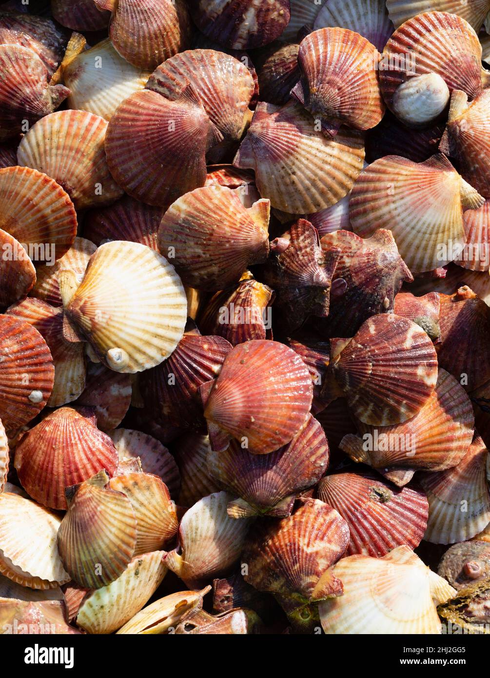 Bucket full of freshly caught queen scallops Stock Photo - Alamy