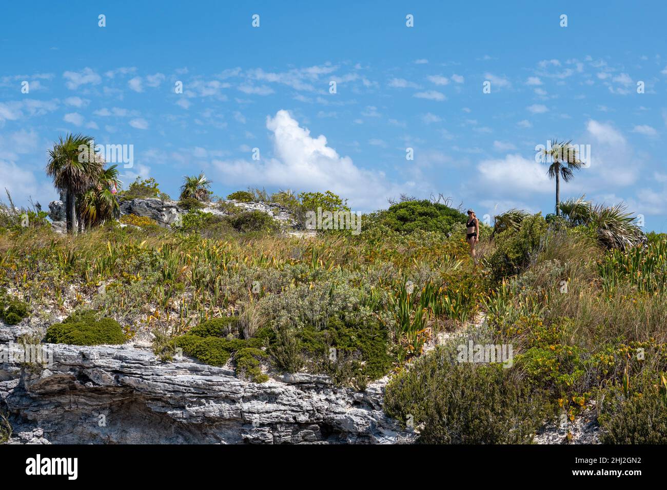 Beautiful landscape of tropical greenery on a cliff Stock Photo - Alamy