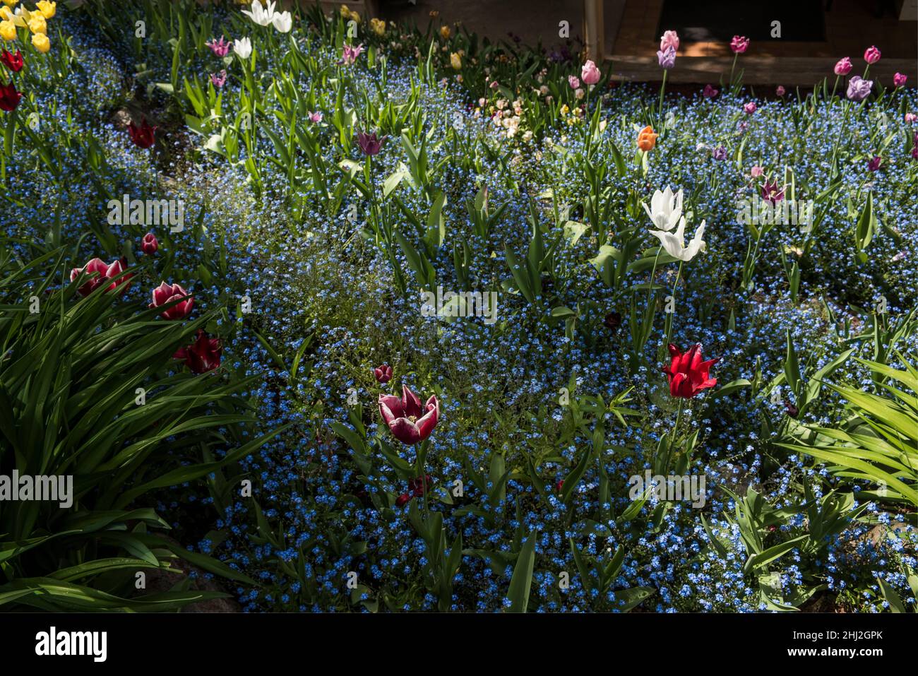 Tulip gardens at Crystal Hermitage, which is part of the Ananda ...