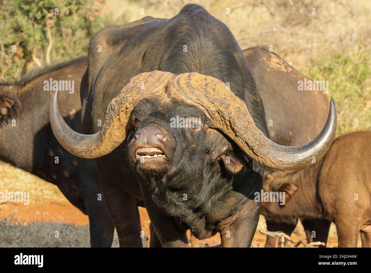 Buffalo Bull exhibiting the flehmen response, South Africa Stock Photo ...