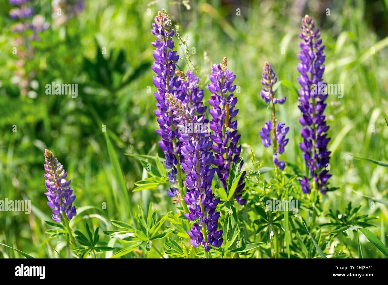 Bluebonnet lupine hi-res stock photography and images - Alamy