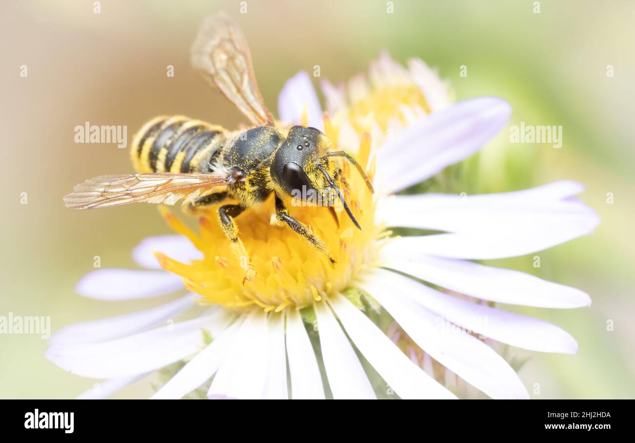 Leafcutter Bee - Megachile fidelis on Aster Stock Photo - Alamy