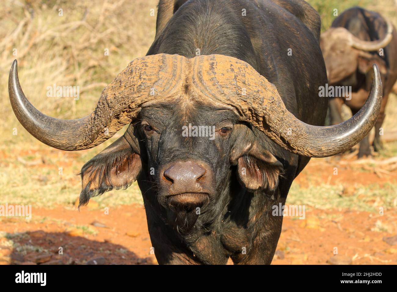 Large Buffalo Bull in South Africa Stock Photo - Alamy