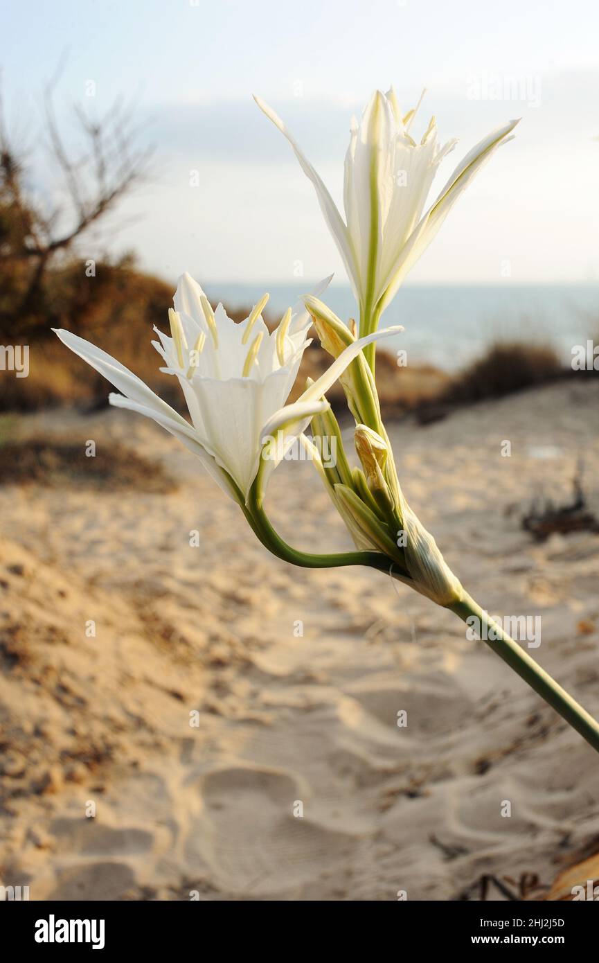Large white flower Pancratium maritimum on the sandy shores of the ...