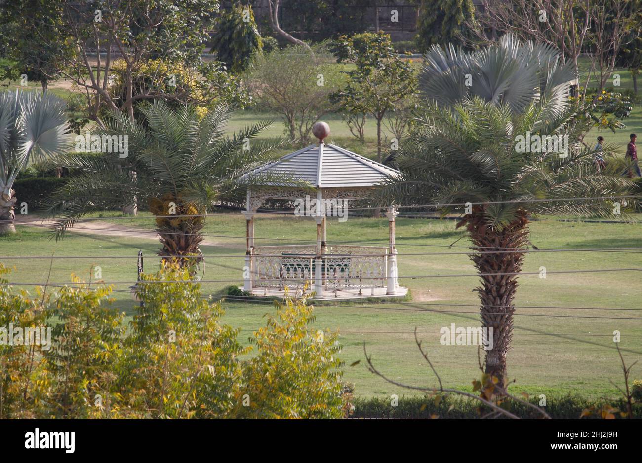 Haryana / India - Beautiful palm tree in the park Stock Photo - Alamy