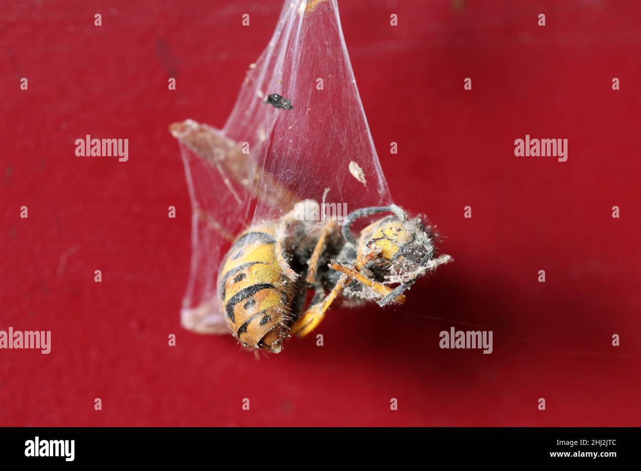 Spider pest hi-res stock photography and images - Alamy