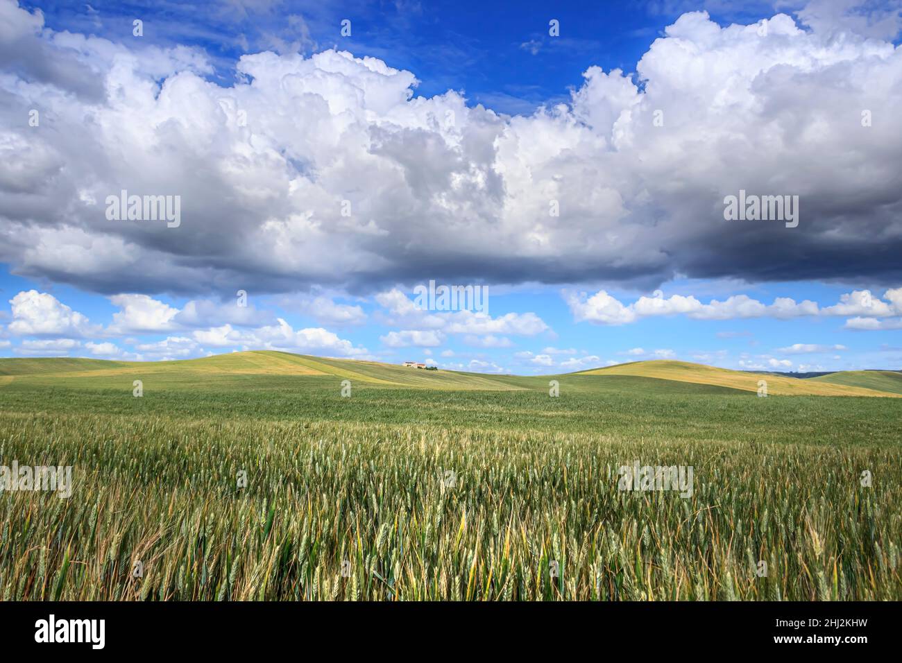 Springtime hilly landscape unripe cereal hi-res stock photography and ...