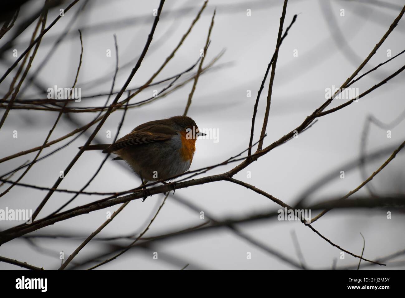 Robin Redbreast perched looking out Stock Photo - Alamy