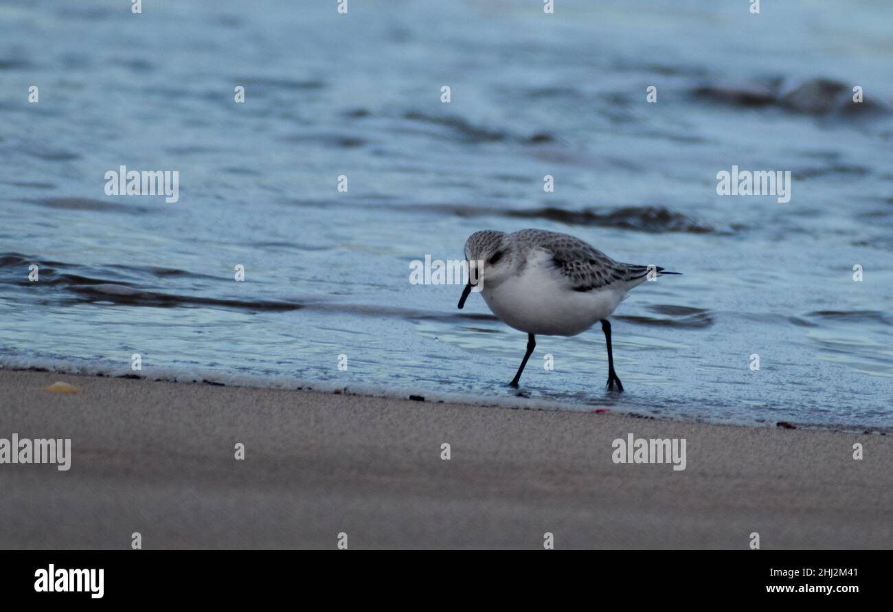 Sanderling sand beach hi-res stock photography and images - Alamy
