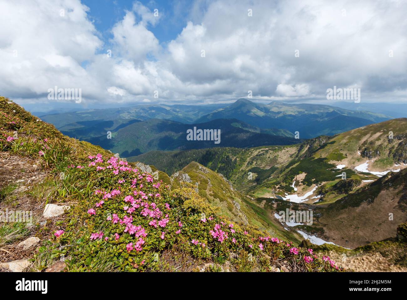 Rhododendron flower mountains hi-res stock photography and images - Alamy