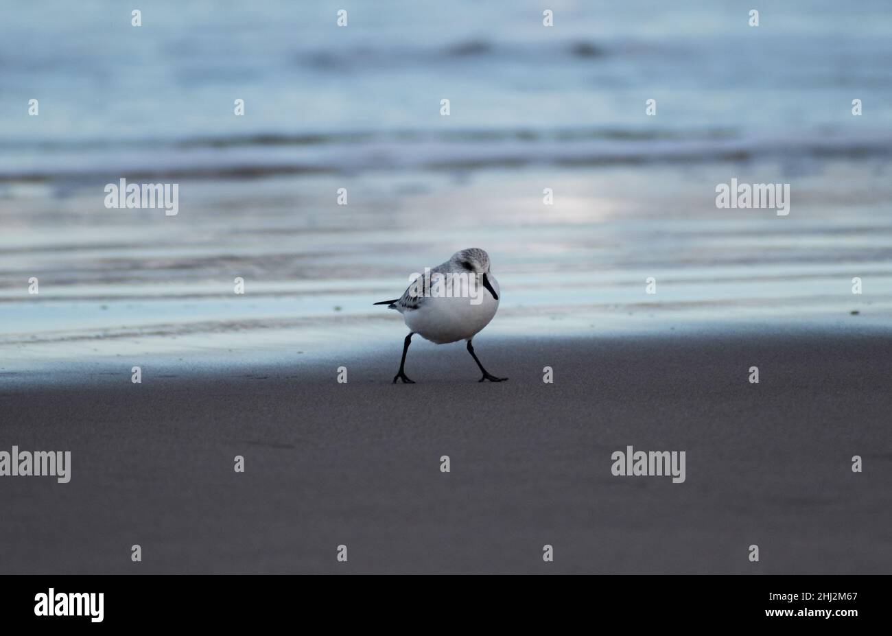 Sanderling sand beach hi-res stock photography and images - Alamy