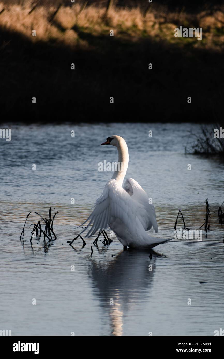 Beautiful Mute Swan on a calm river with some amazing reflections and ...