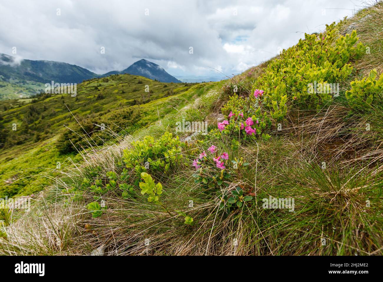 Rhododendron flower mountains hi-res stock photography and images - Alamy