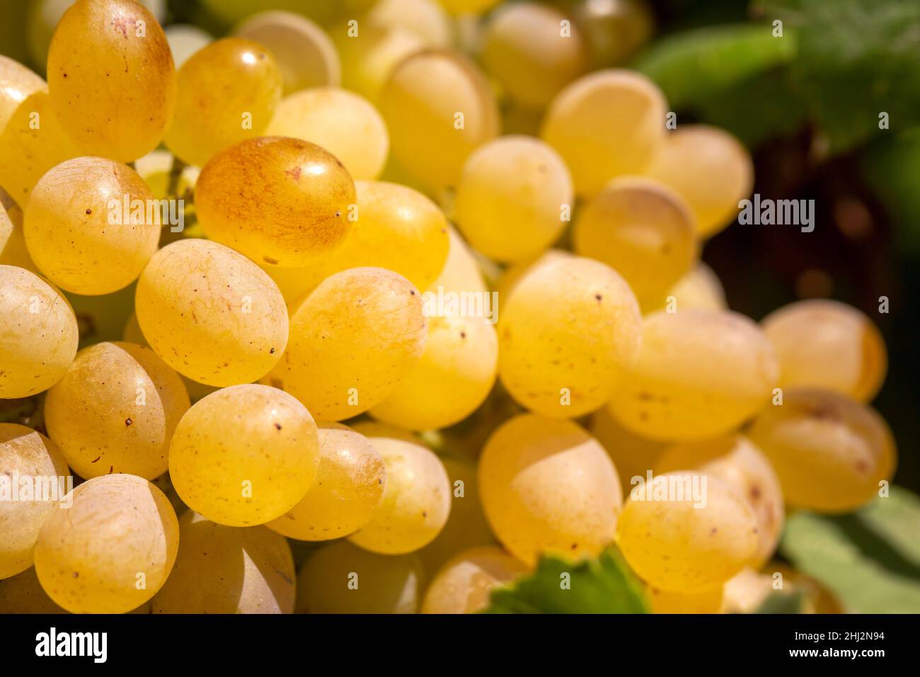 Grapes vineyard, Sultani grapes, Izmir - Turkey Stock Photo - Alamy