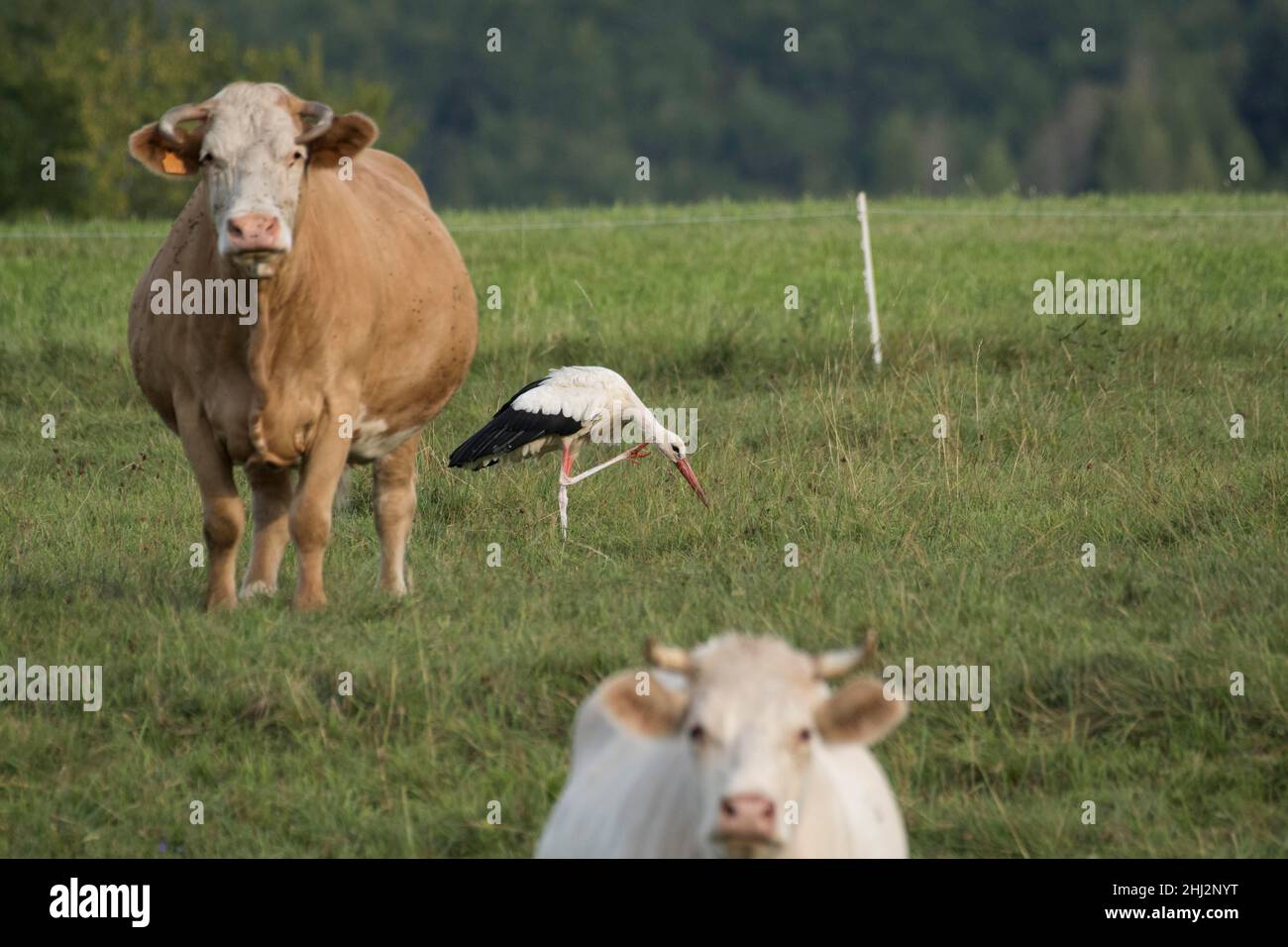 White stork (Ciconia ciconia) scratching, cattle, funny, Departement ...