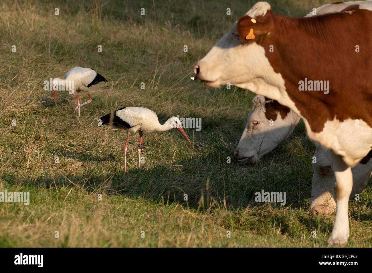 White stork (Ciconia ciconia), foraging on cattle pasture, grasshoppers ...