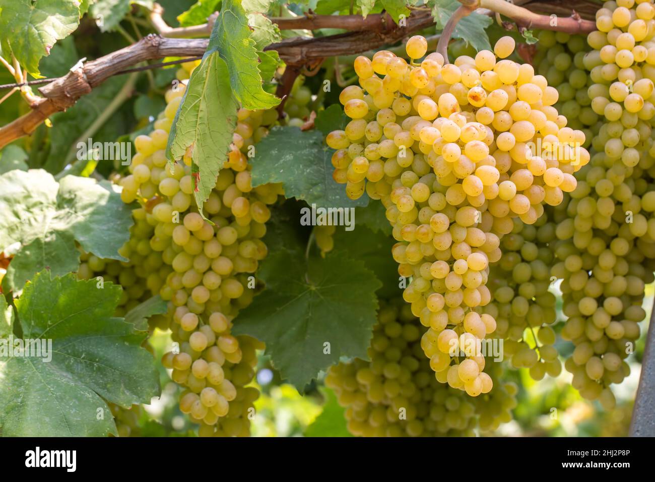 Grapes vineyard, Sultani grapes, Izmir - Turkey Stock Photo - Alamy