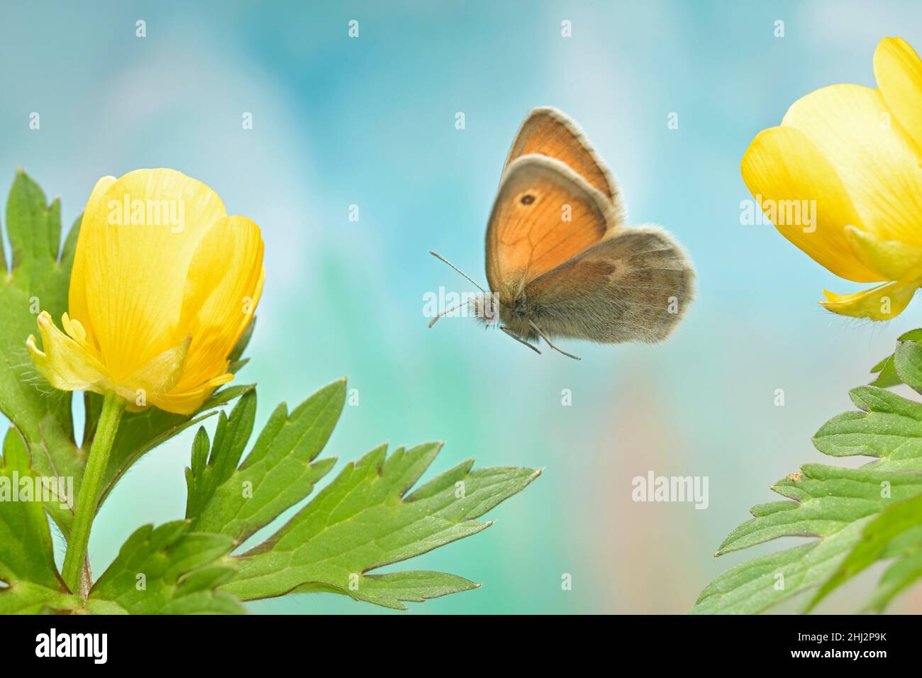Small heath (Coenonympha pamphilus) in flight at the flower of the ...